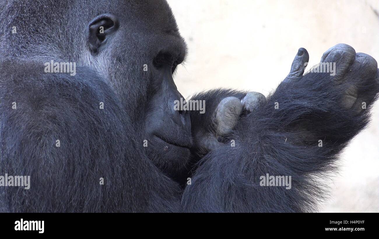 Gorilla Side Profile High Resolution Stock Photography and Images - Alamy
