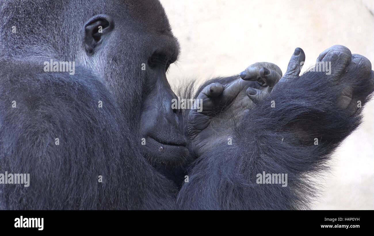 Gorilla Side Profile High Resolution Stock Photography and Images - Alamy