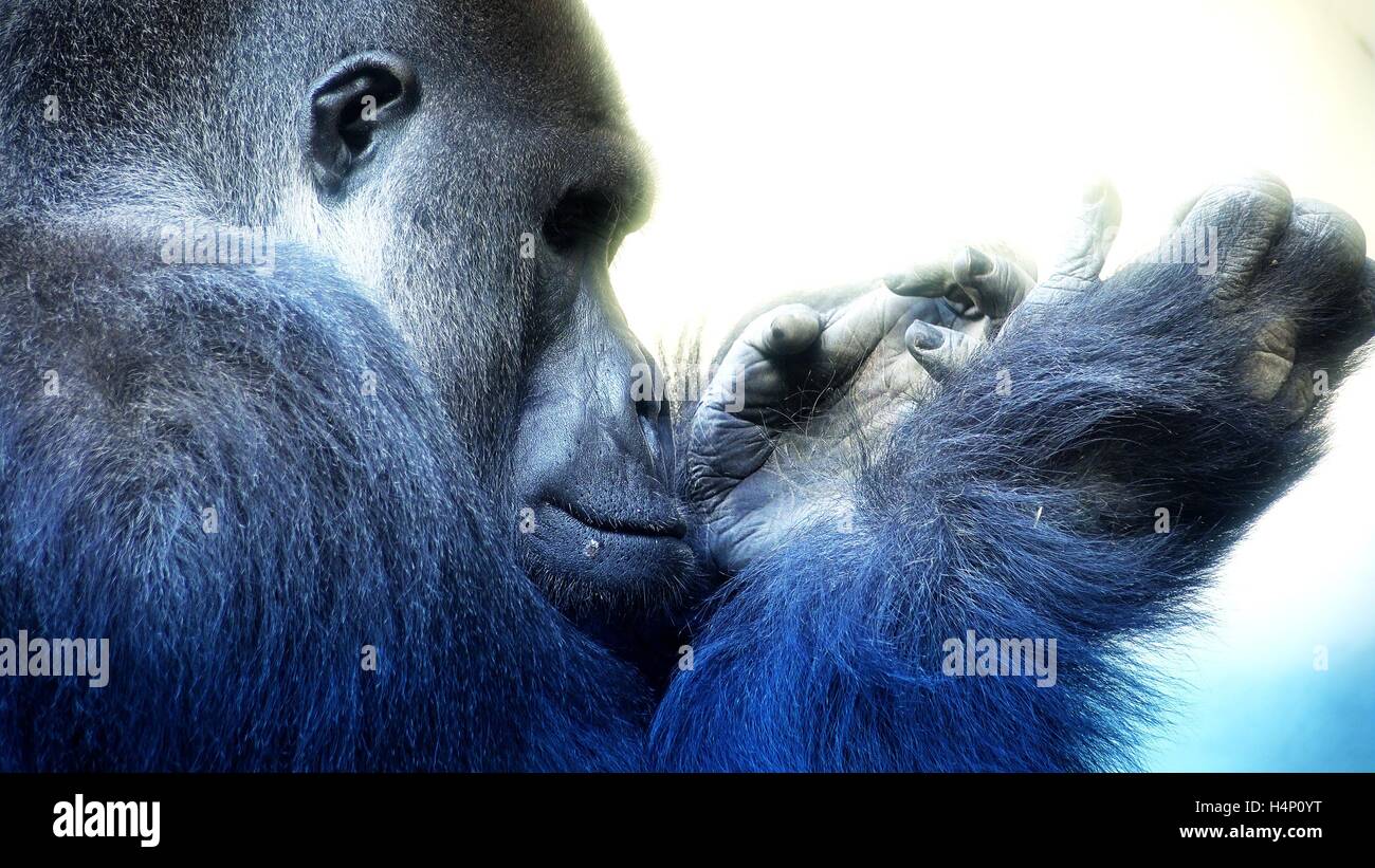Silverback Gorilla Head Side View High Resolution Stock Photography and ...