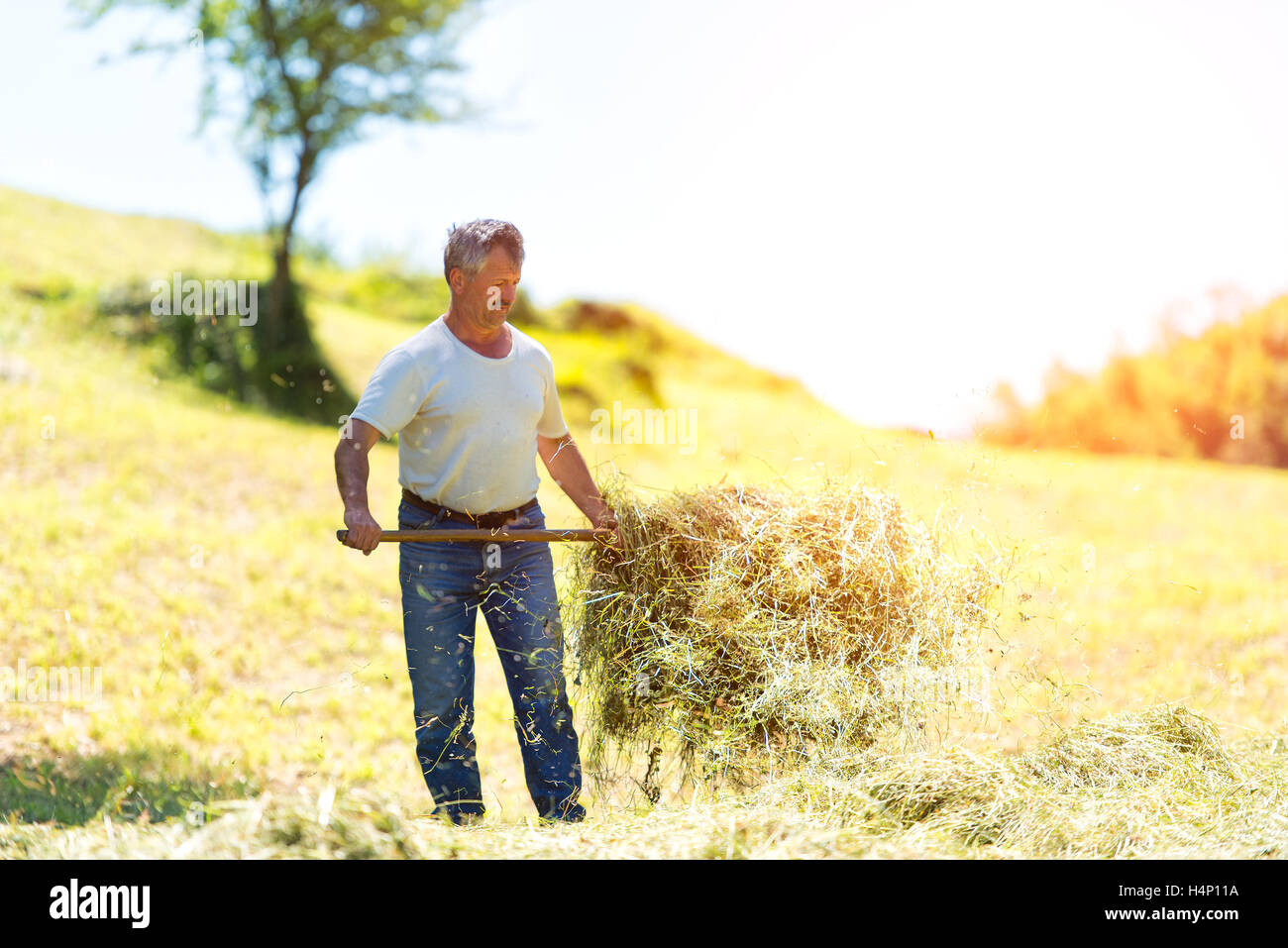 A farmer prepares the hand for eating hay of the farm cows Stock Photo ...