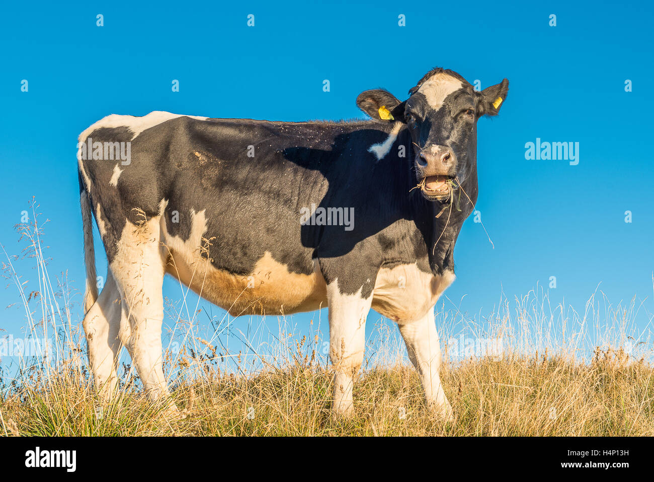 A cow eats Stock Photo - Alamy