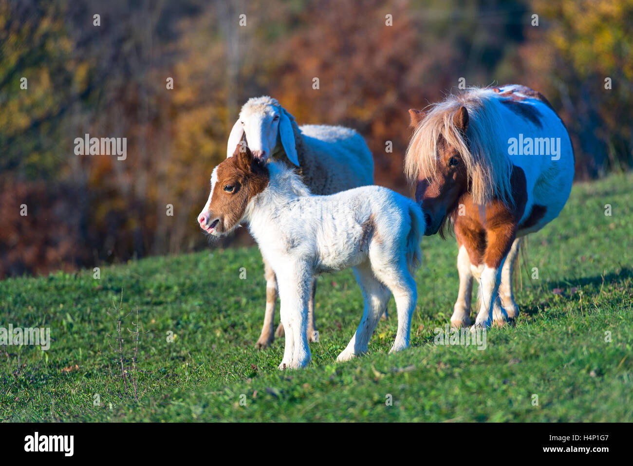Sheep and pony hi-res stock photography and images - Alamy