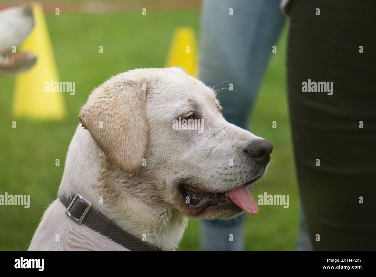 young labrador dog listening to commando in school education Stock ...