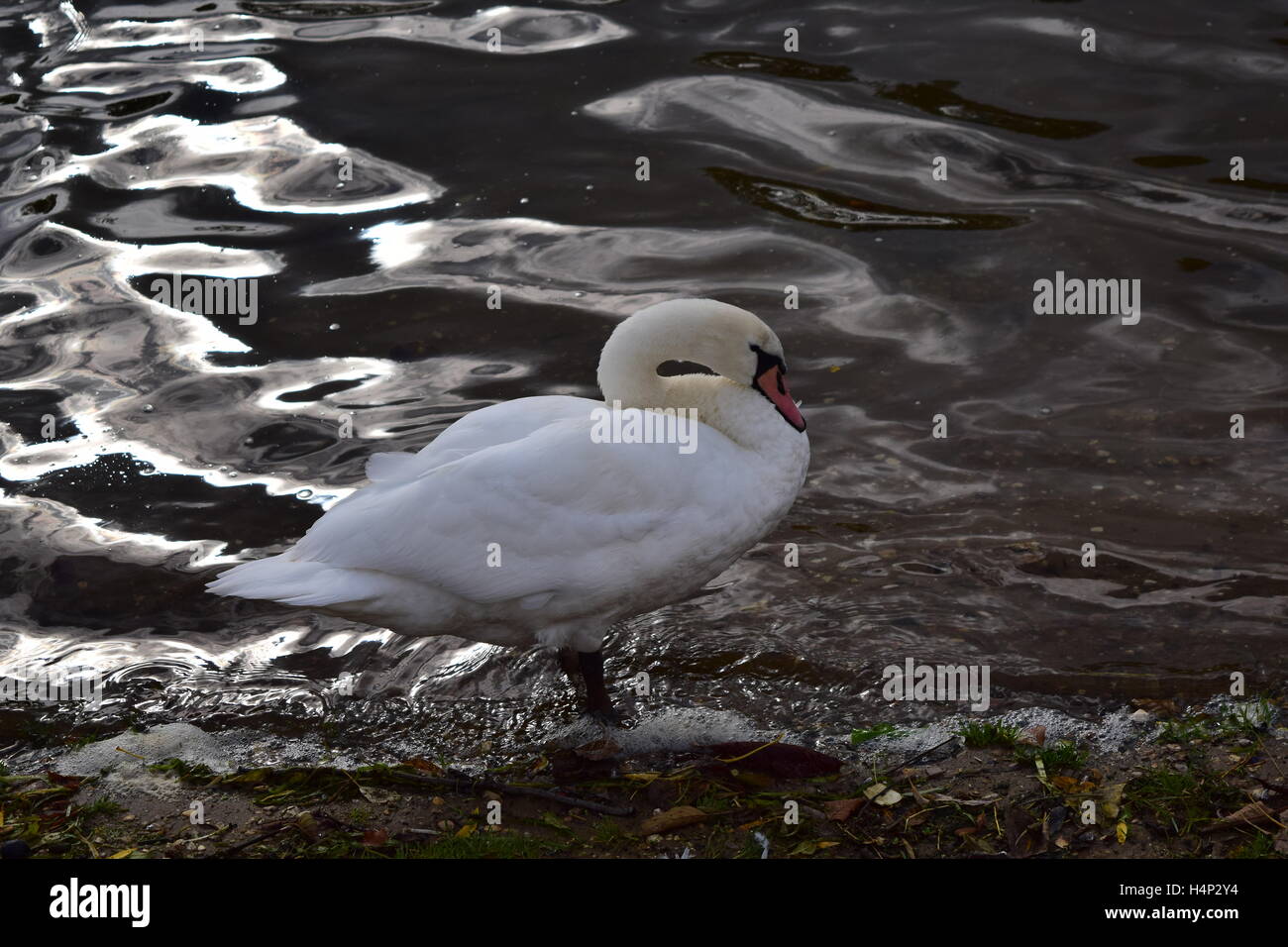 Swan close-up portrait Stock Photo - Alamy