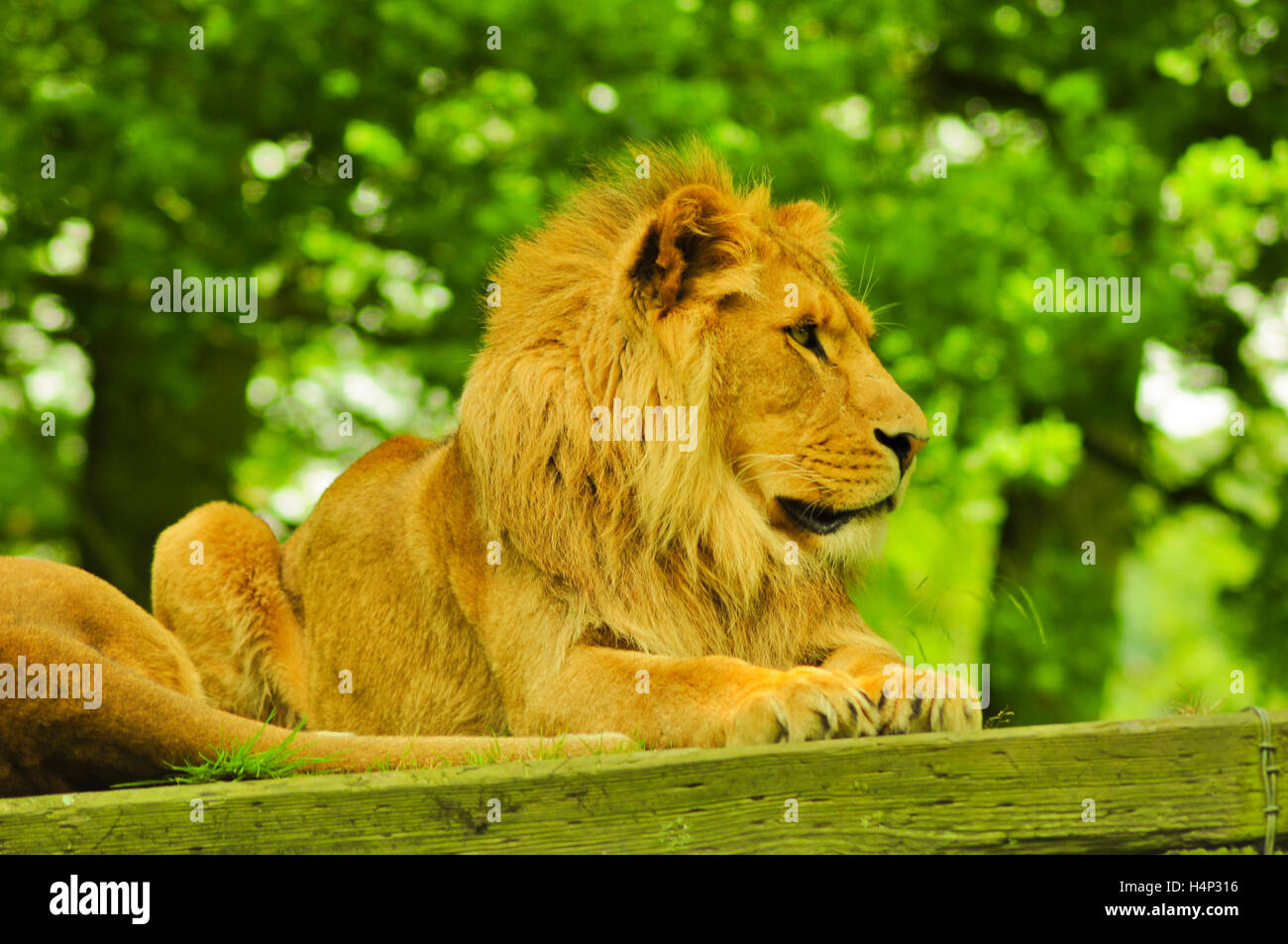 Wild African Lions at the Longleat Safari park taking a mid day nap ...