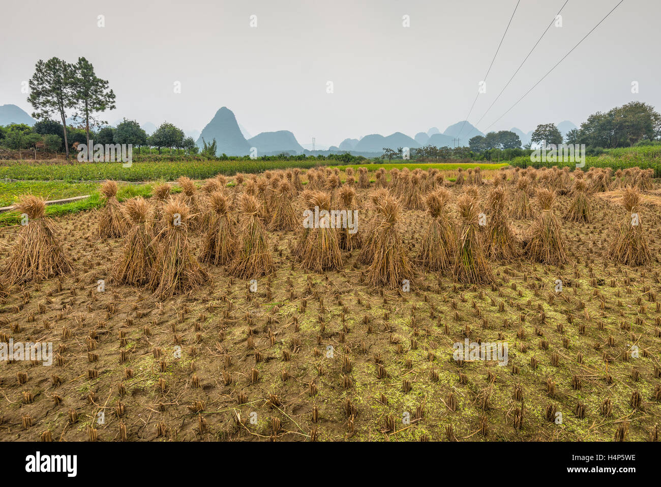 Rice straw hay in paddy field after harvest in rainy overcast weather ...