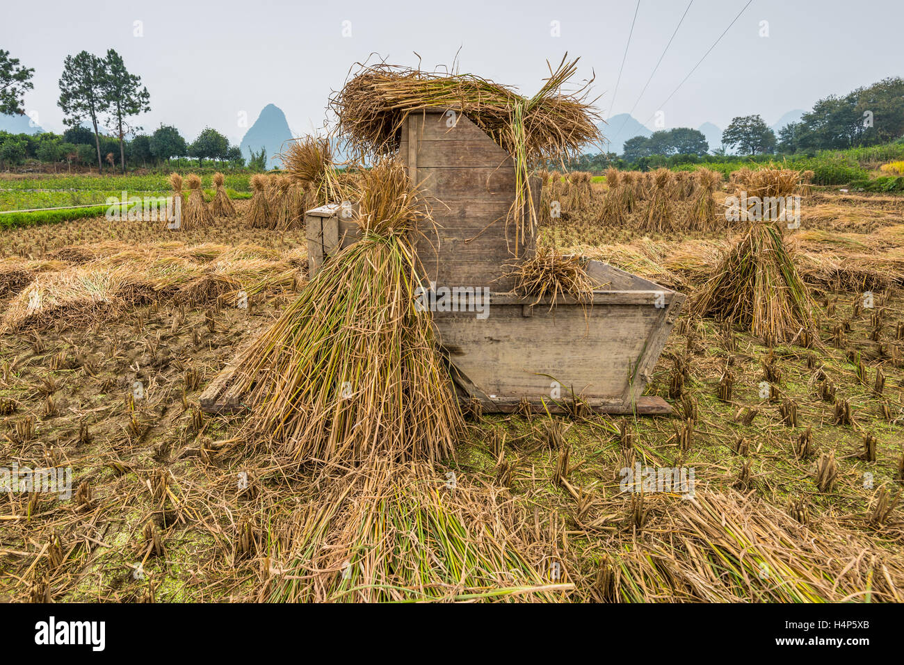 Wooden equipment for processing the rice crop in a rice field in rainy ...
