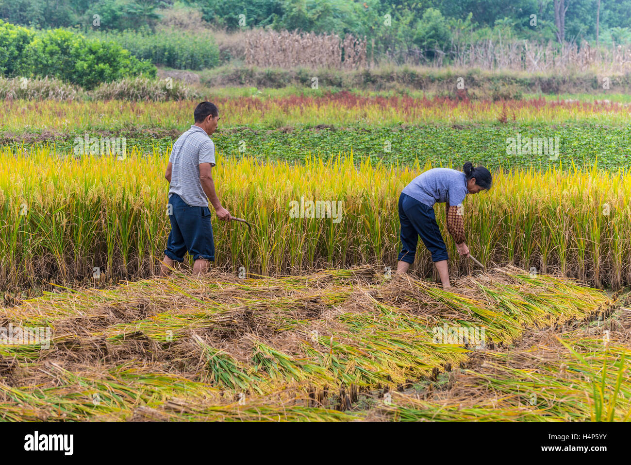 Harvesting rice hi-res stock photography and images - Alamy