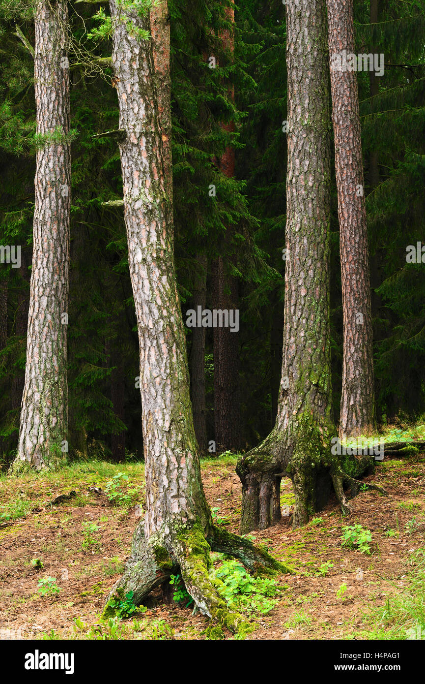Tree trunk trunks hi-res stock photography and images - Alamy