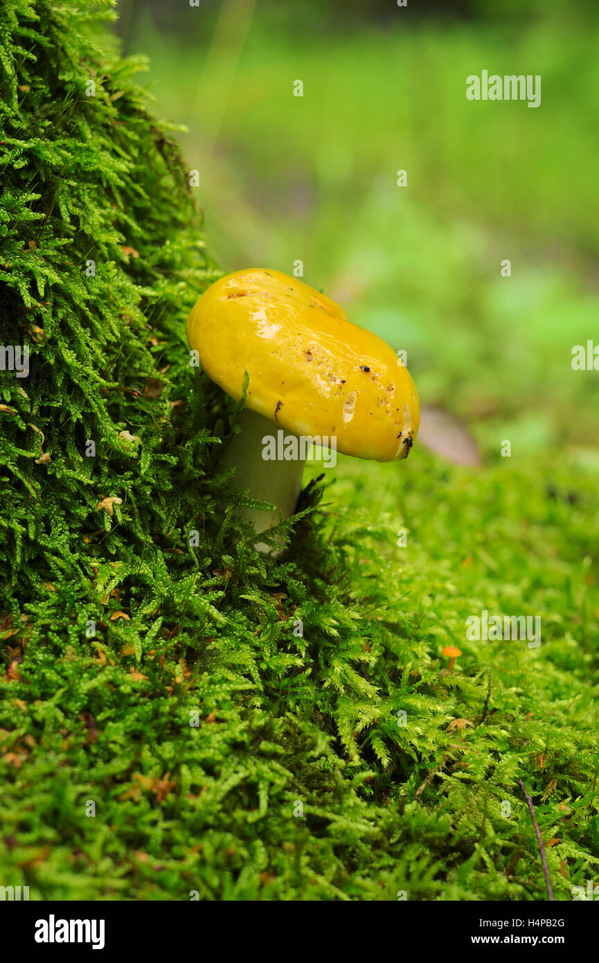 Single yellow mushroom growing on green moss. Russula claroflava ...