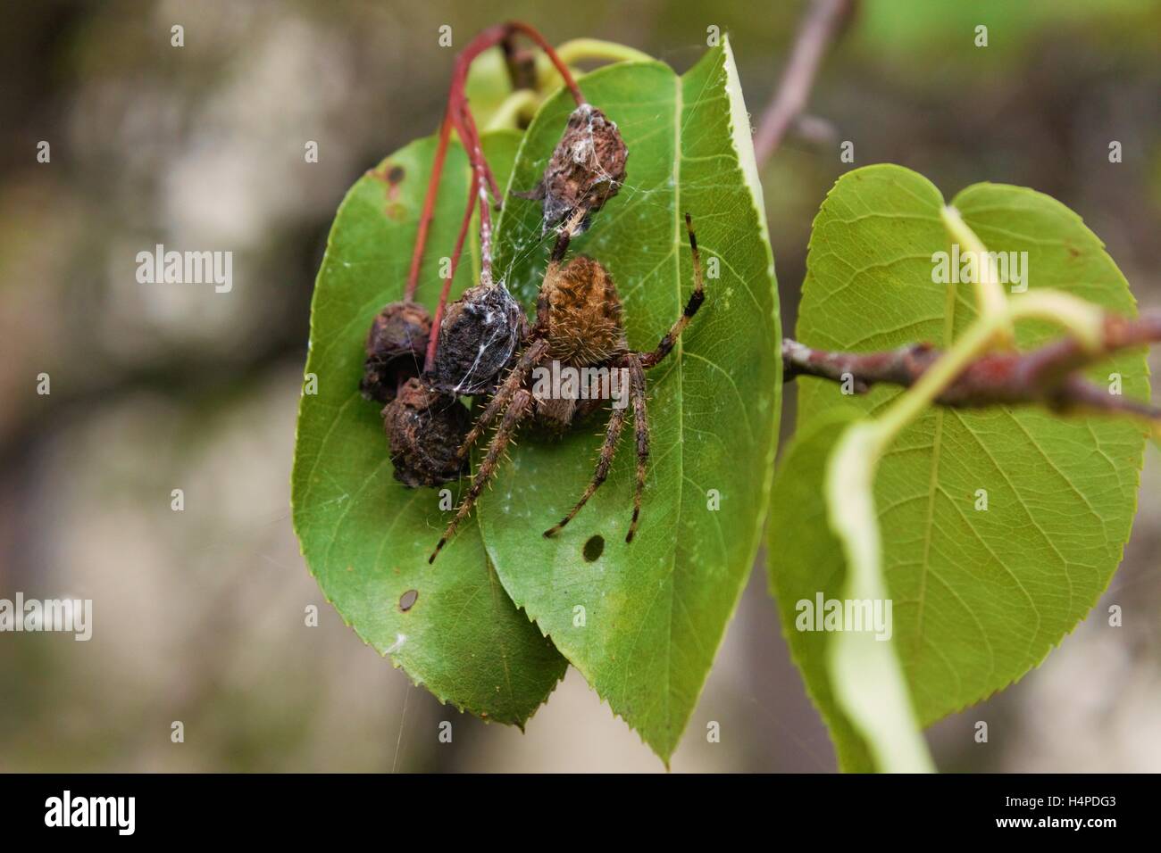Spider tree hi-res stock photography and images - Alamy