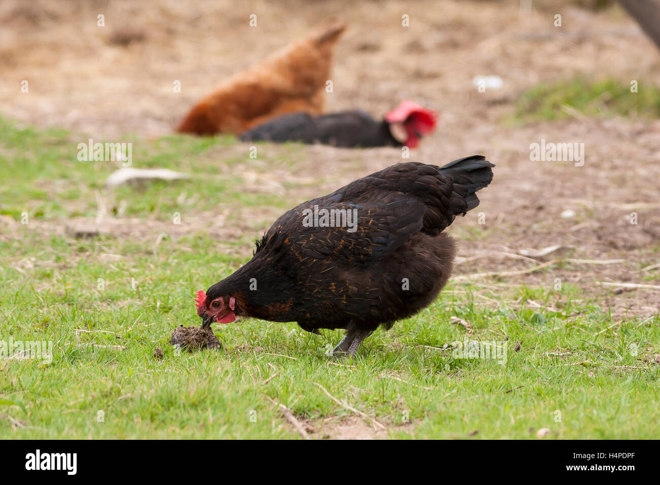 Chicken Pecking Stock Photos & Chicken Pecking Stock Images - Alamy