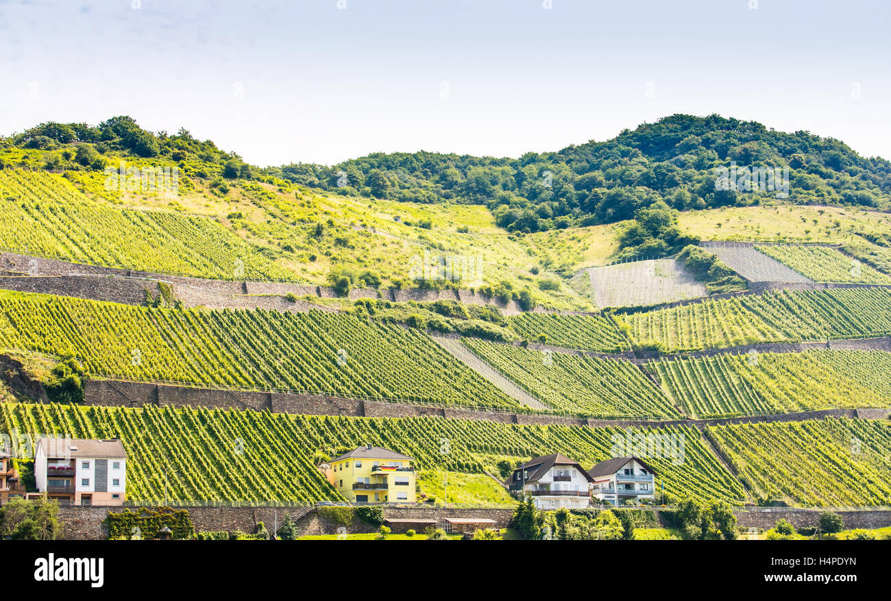 Steep terraced vineyards, Rhine Gorge, Rhineland-Palatinate, Germany ...