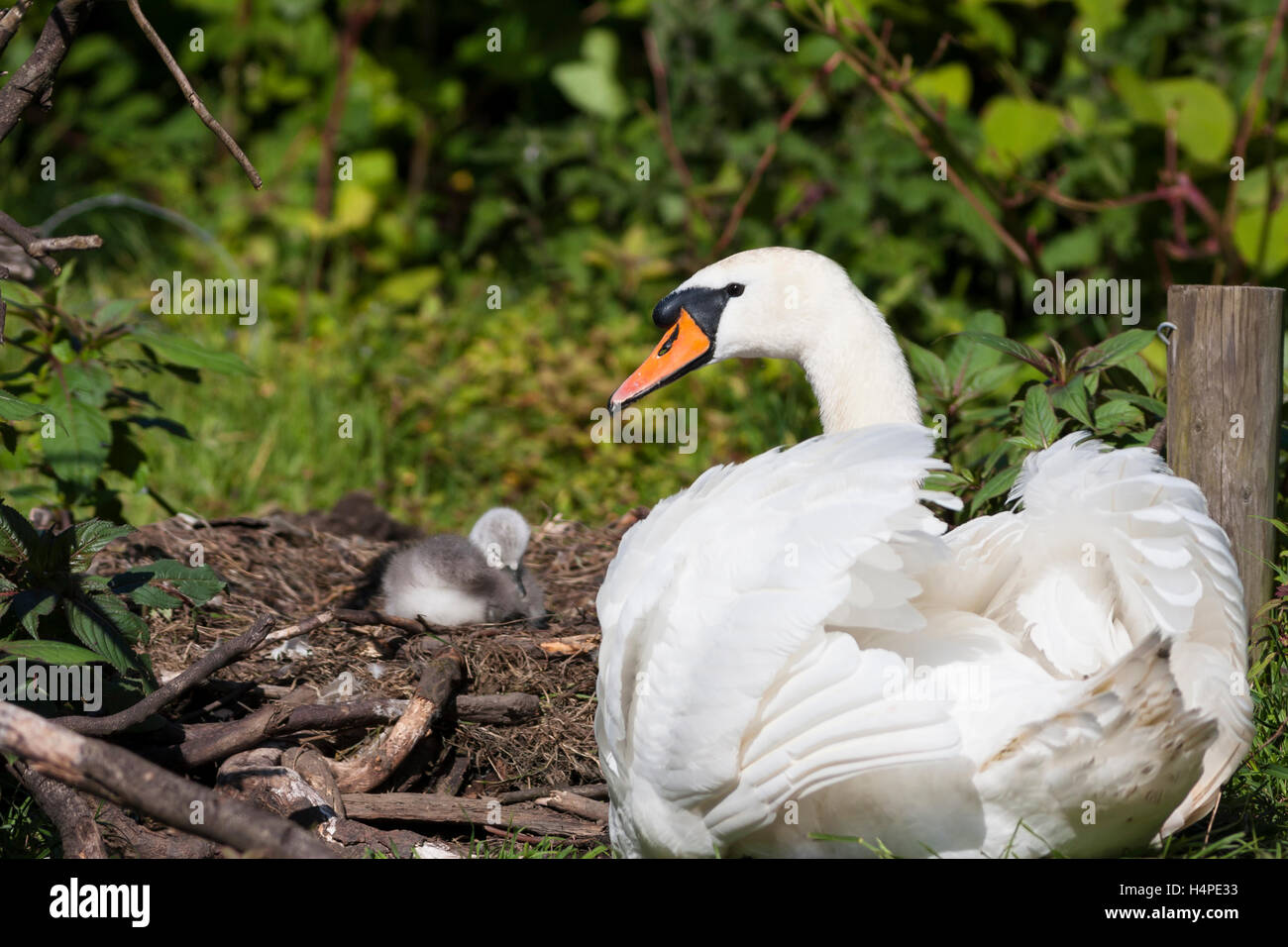 Female mute swan nesting uk hi-res stock photography and images - Alamy