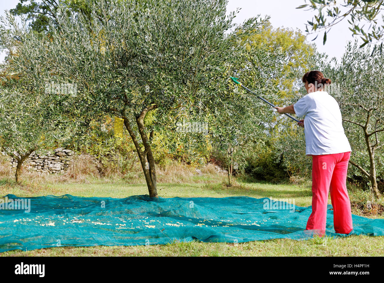 Olive picker hi-res stock photography and images - Alamy