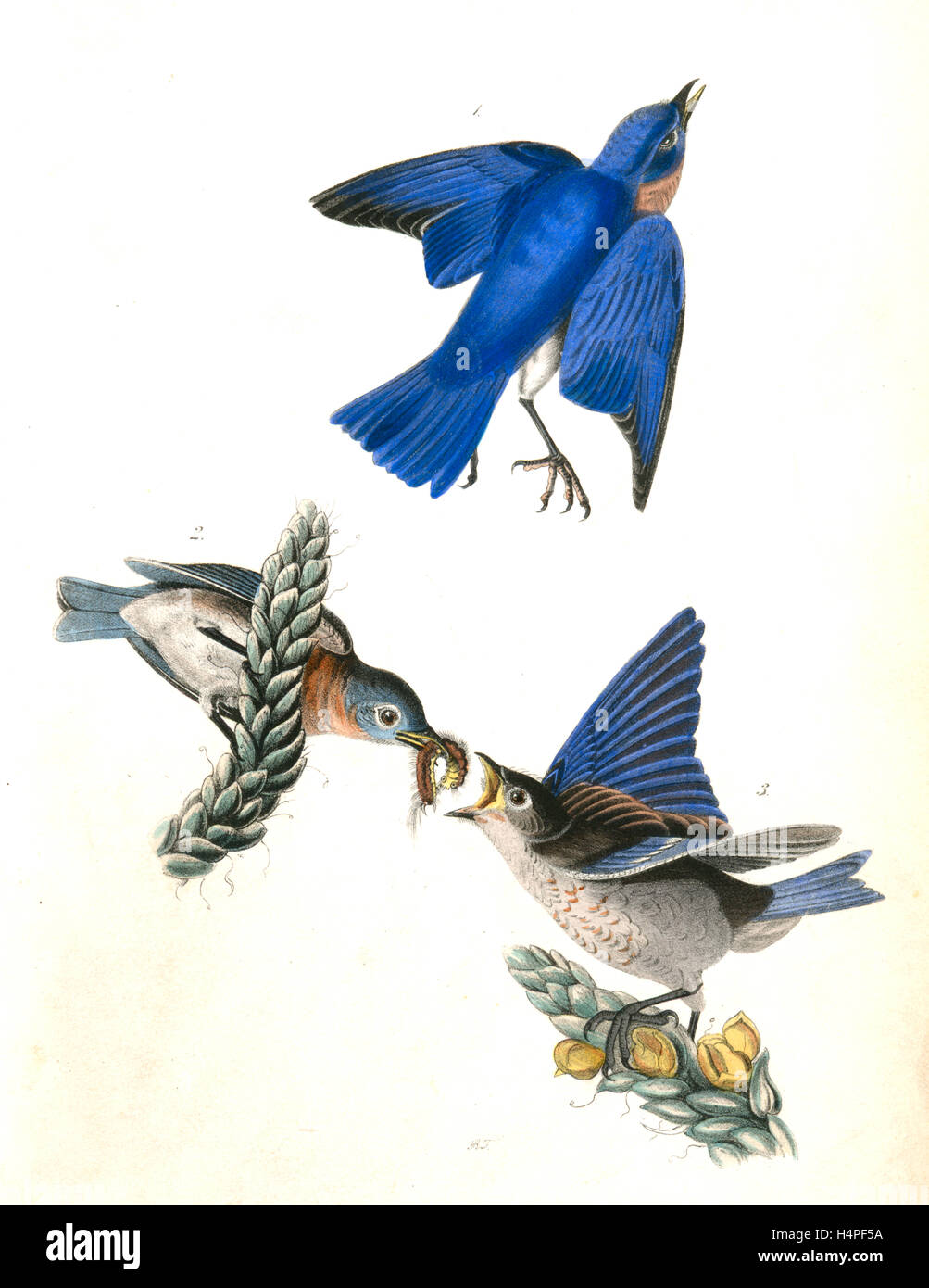 Common Blue Bird. 1. Male. 2. Female. 3. Young. (Great Mullein ...