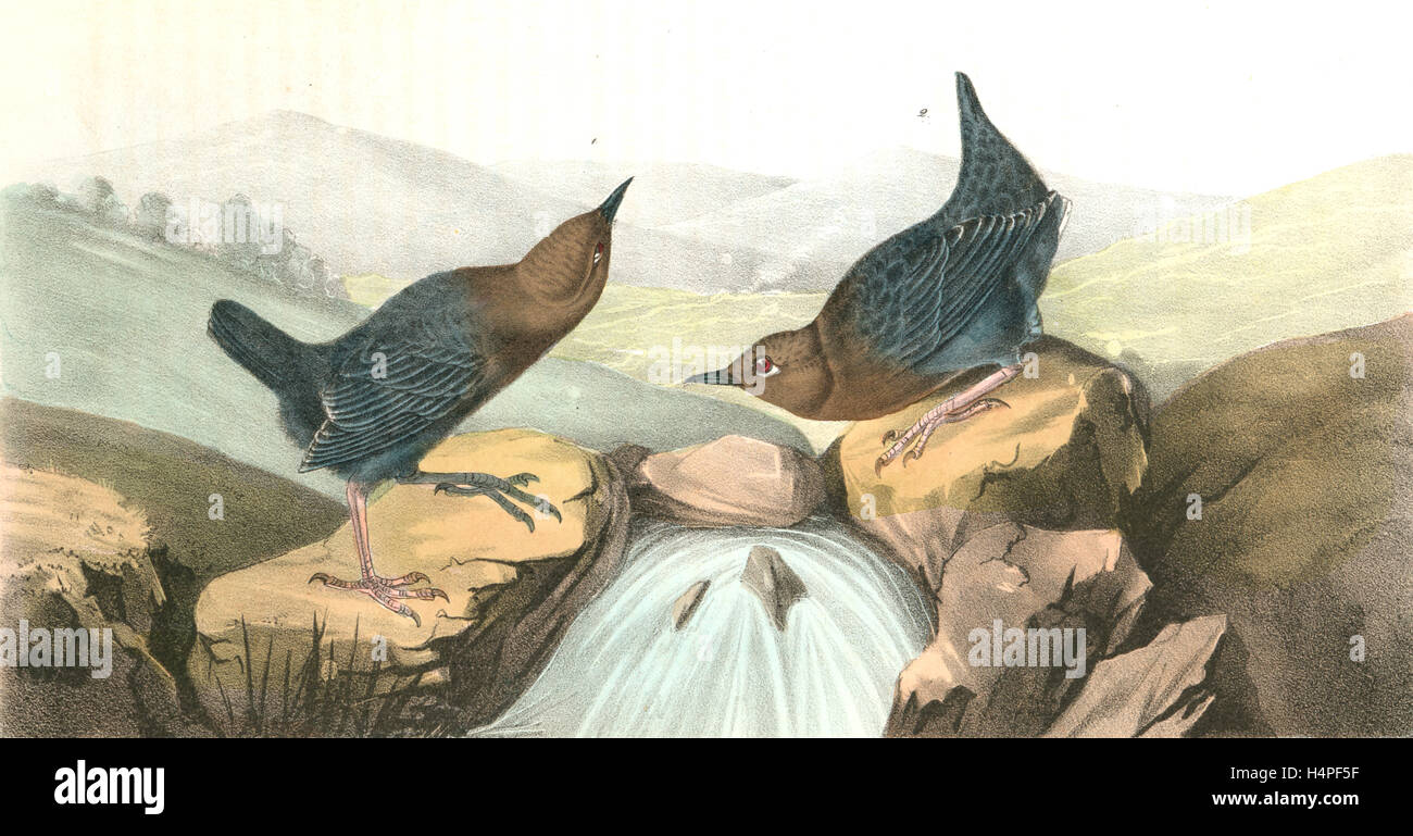 American Dipper. 1. Male. 2. Female., Audubon, John James, 1785-1851 ...