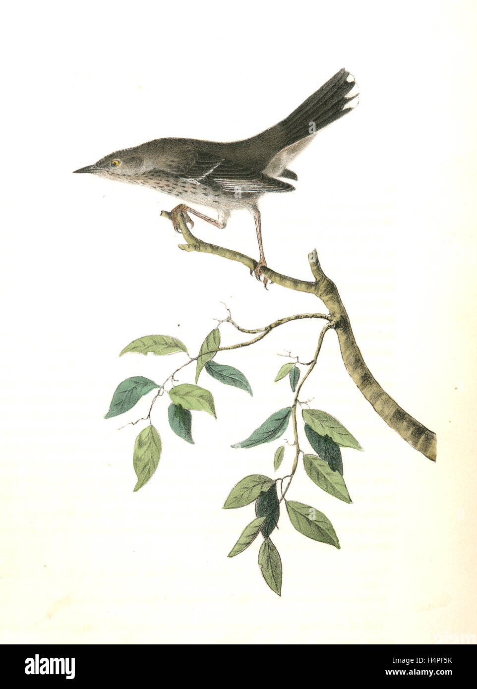 James bird hi-res stock photography and images - Alamy