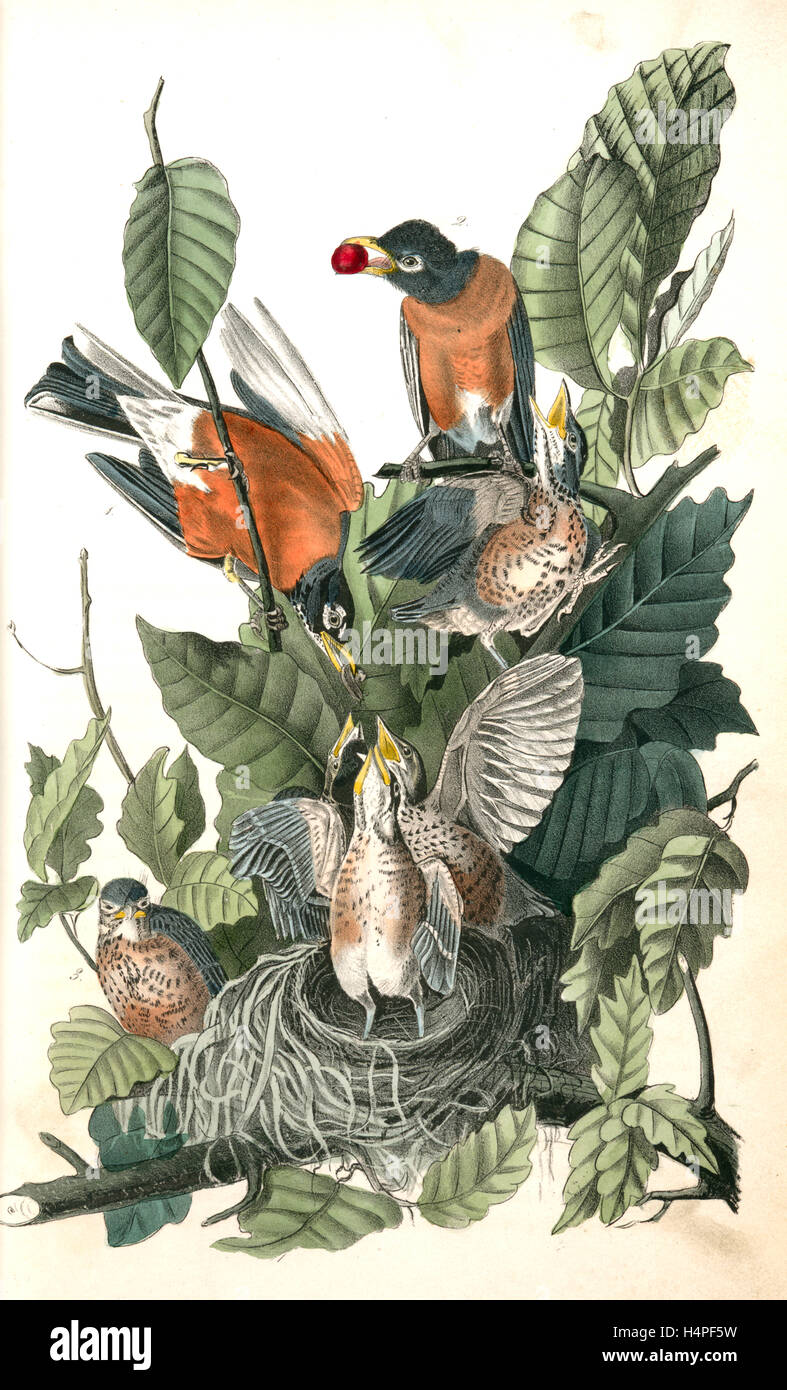 American Robin, or Migratory Thrush . 1. Males. 2. Female. 3. Young ...