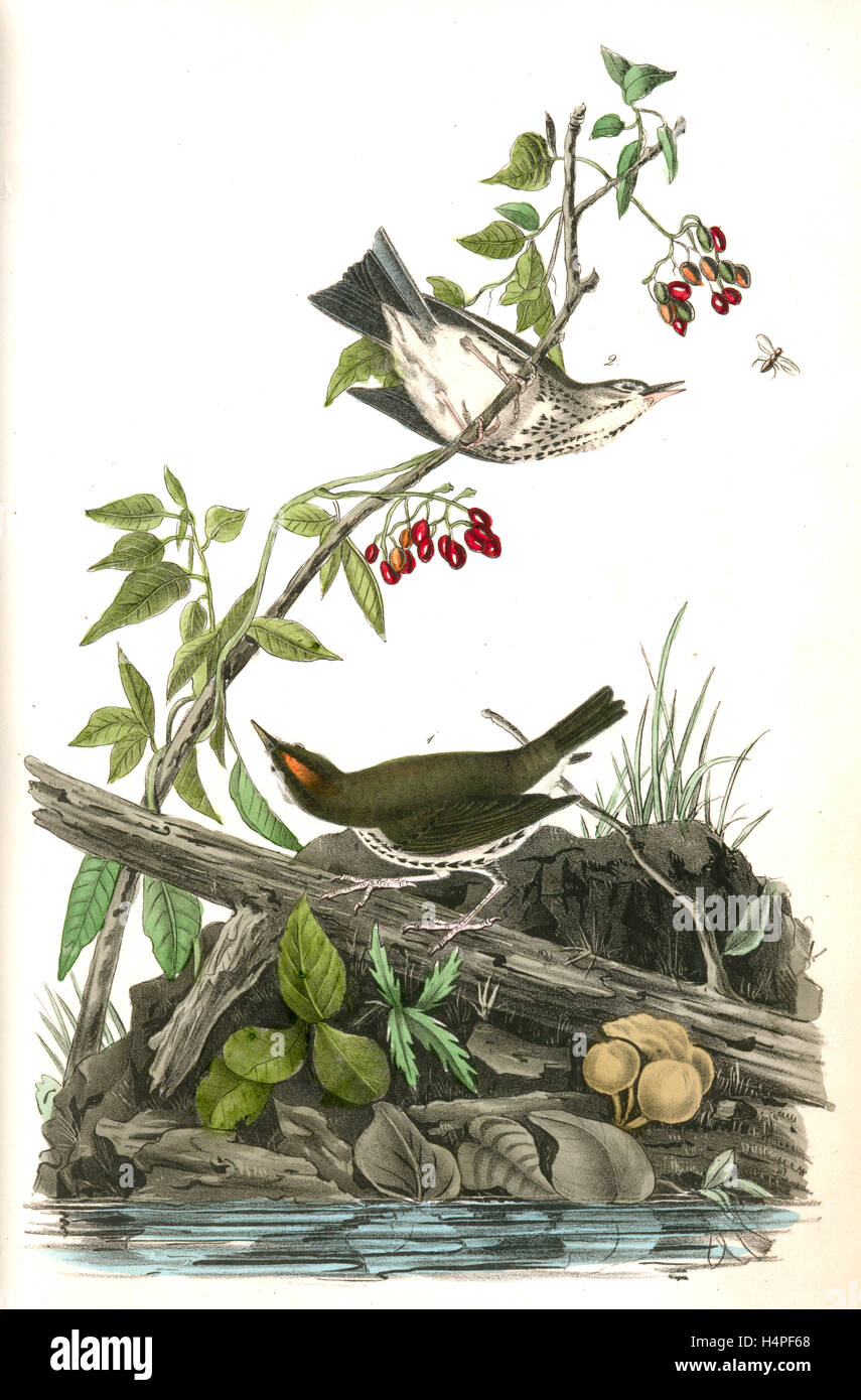 Golden-Crowned Wagtail (Thrush). 1. Male. 2. Female. (Plant: Woody ...
