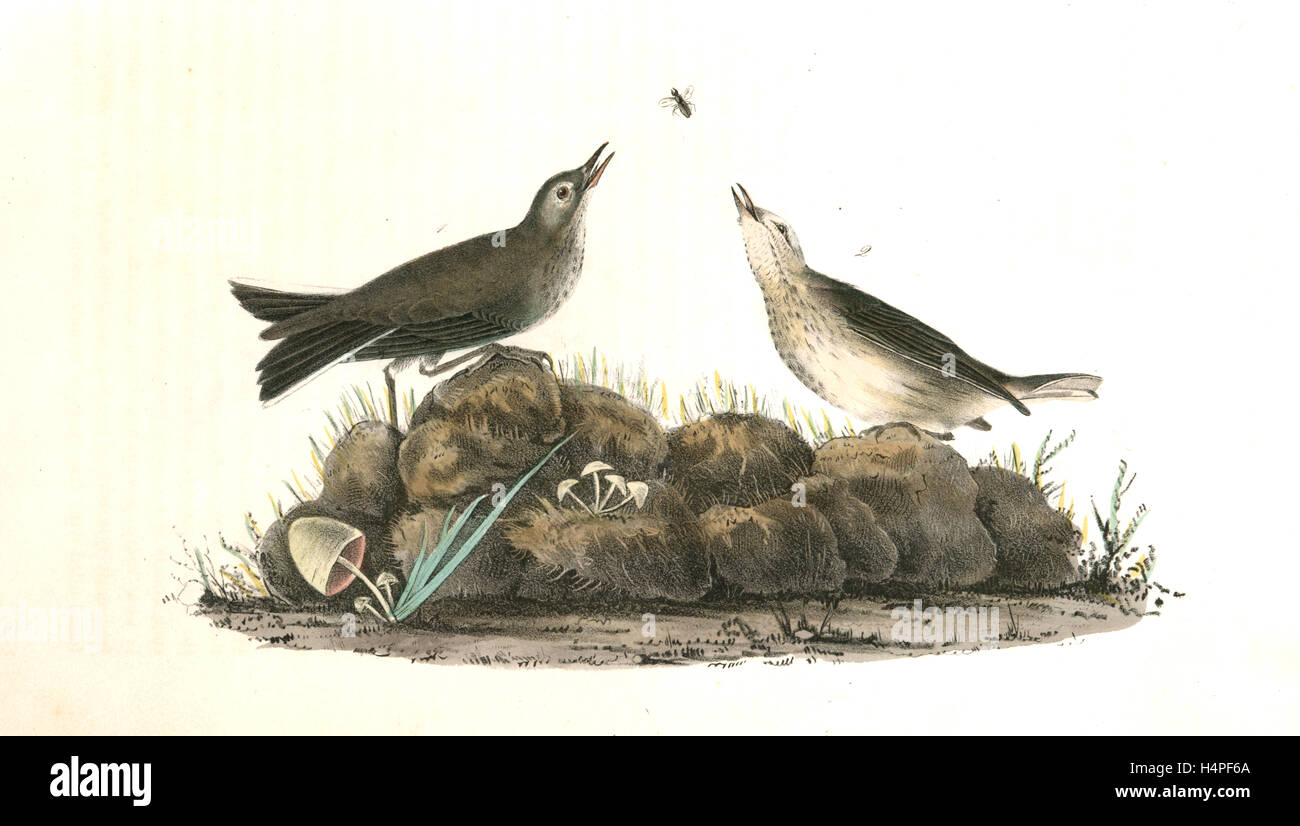 American Pipit or Titlark. 1. Male. 2. Female., Audubon, John James ...