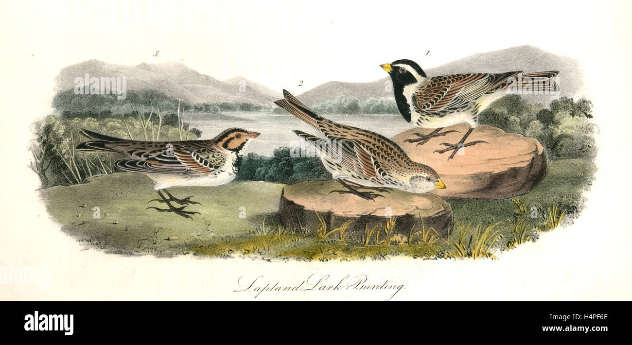 Female lark bunting hi-res stock photography and images - Alamy