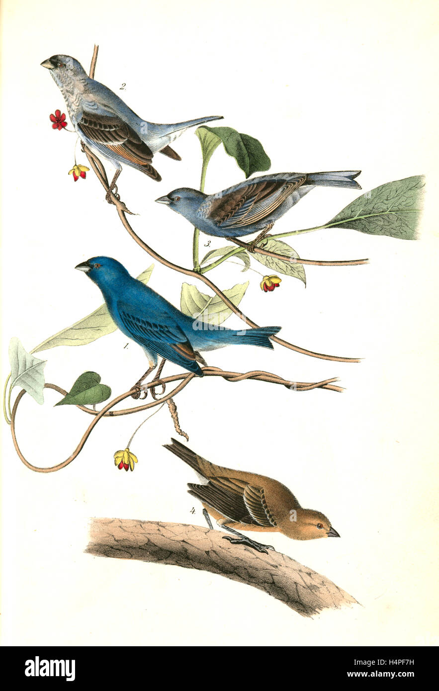 Female indigo bunting hi-res stock photography and images - Alamy