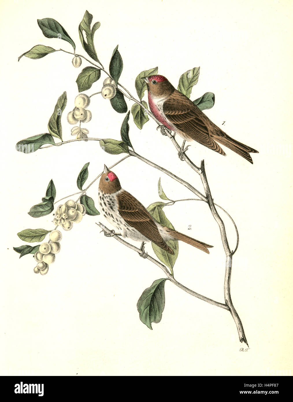 Red Poll Linnet Comparision