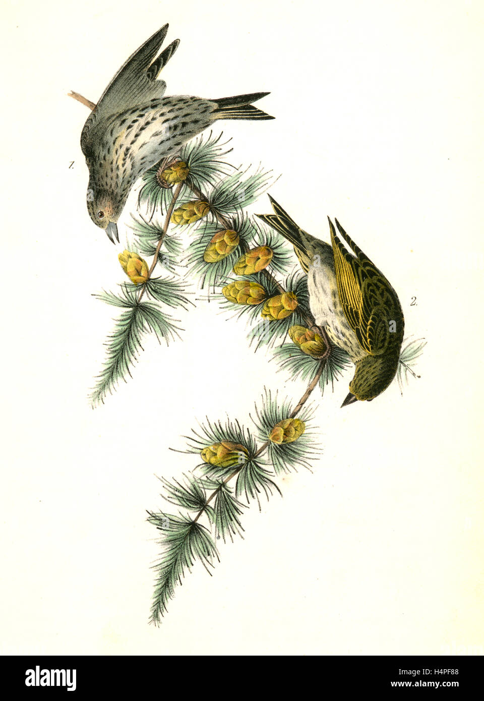 Pine Linnet. 1. Male. 2. Female. (Black Larch), Audubon, John James ...