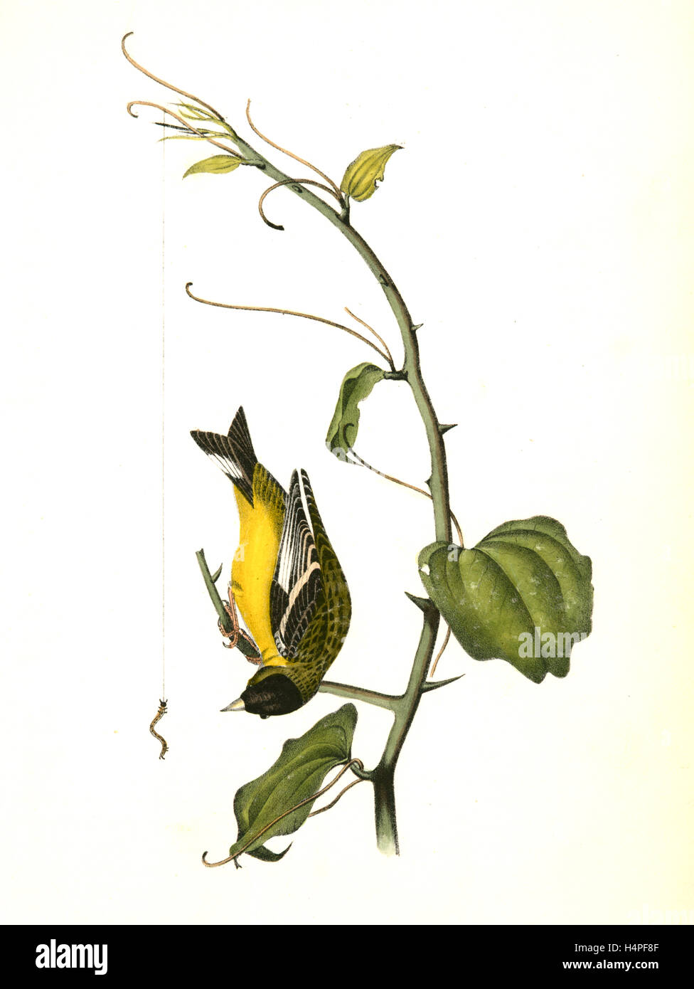 Arkansaw Goldfinch. Male., Audubon, John James, 1785-1851 Stock Photo ...
