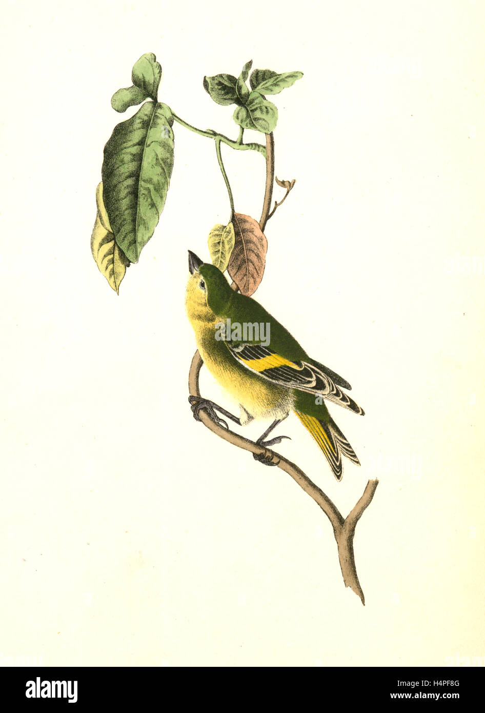 Stanley Goldfinch., Audubon, John James, 1785-1851 Stock Photo - Alamy
