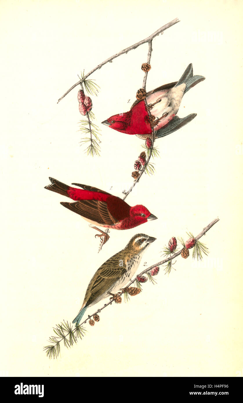 Crested Purple Finch. 1. Males. 2. Female. (Red Larch. Larix Americana ...