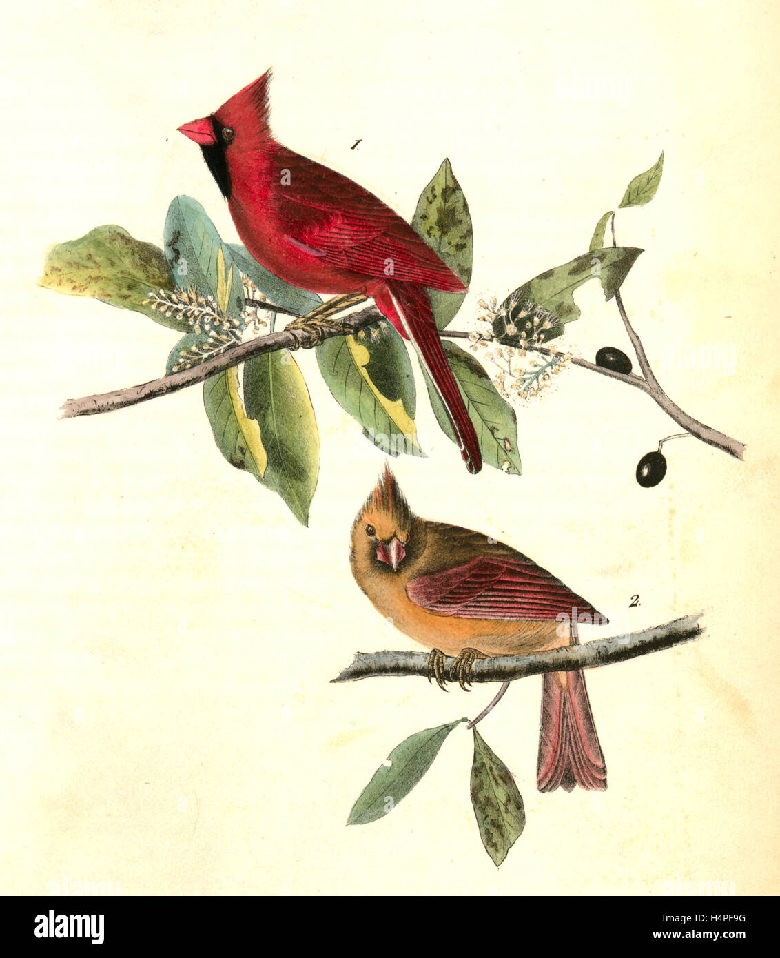 Female Cardinal Drawing