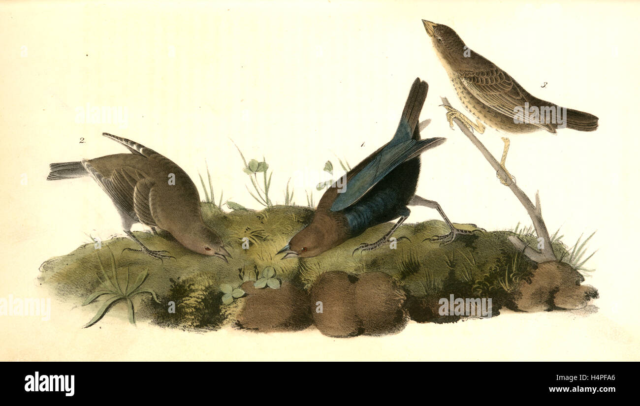 Common Cow-bird. 1. Male. 2. Female. 3. Young., Audubon, John James ...