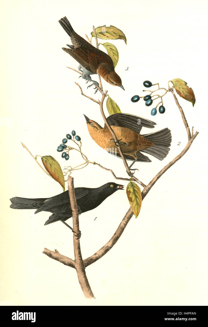 Rust Female Blackbirds