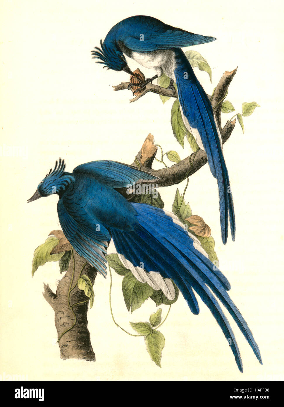 American magpie john audubon hi-res stock photography and images - Alamy