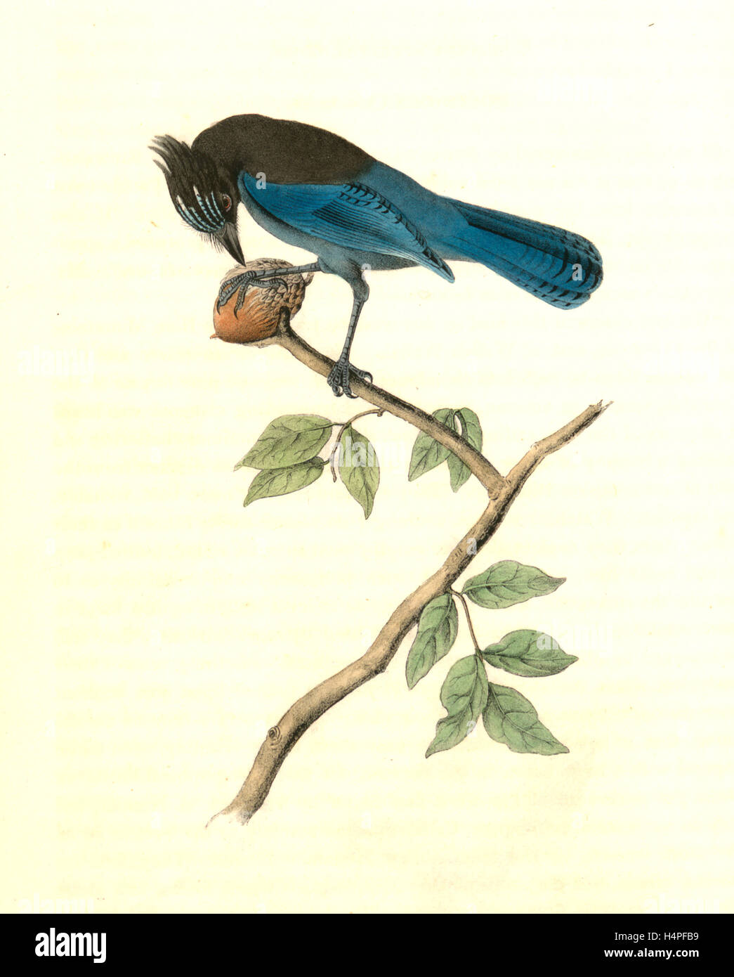 Steller's Jay. Male., Audubon, John James, 1785-1851 Stock Photo - Alamy