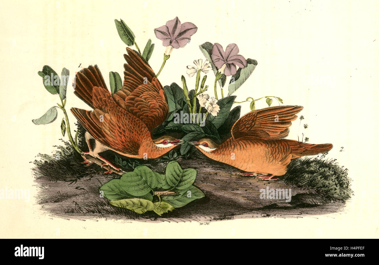 Key-West Dove. 1. Male. 2. Female., Audubon, John James, 1785-1851 ...