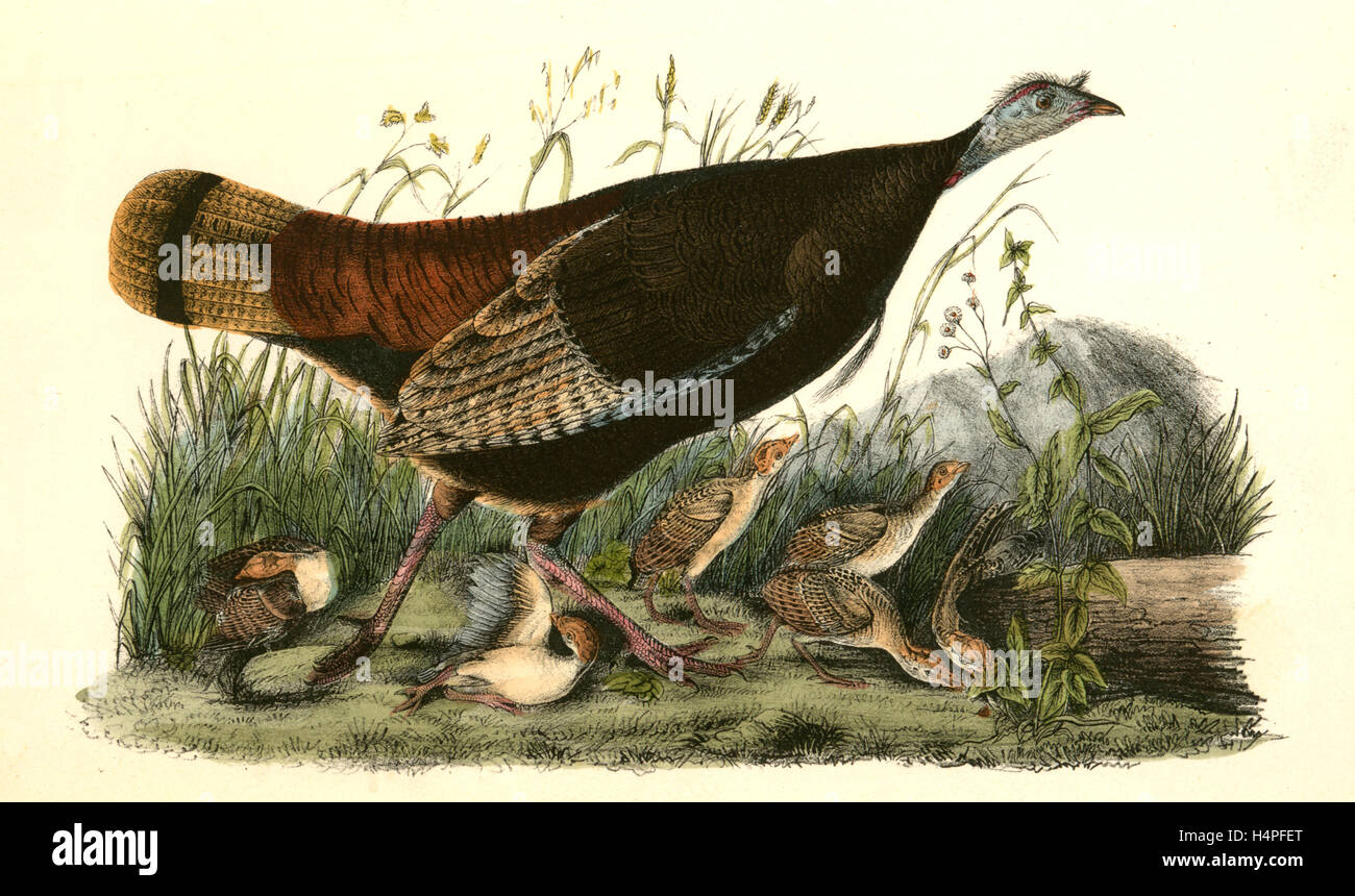 Wild Turkey. Female and Young., Audubon, John James, 1785-1851 Stock ...