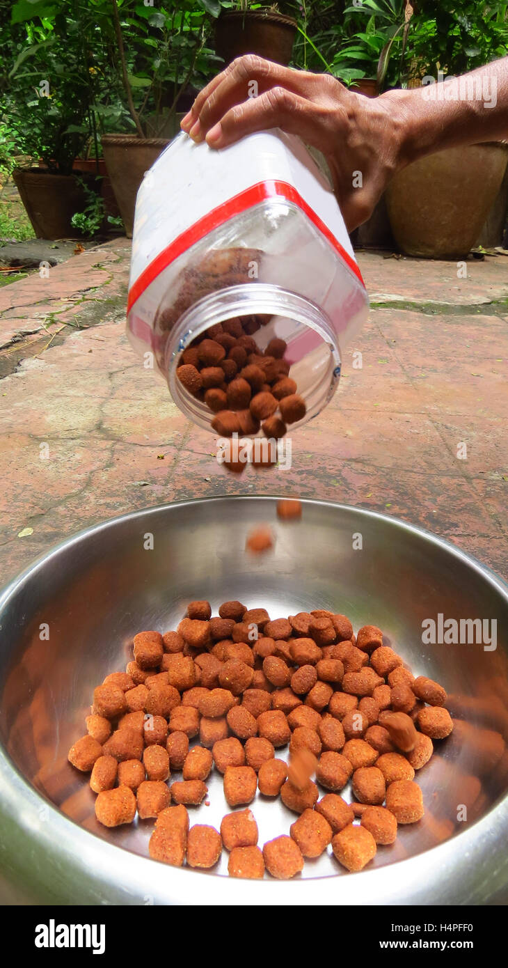 A person pouring pet food in a bowl from a dog's perspective Stock ...