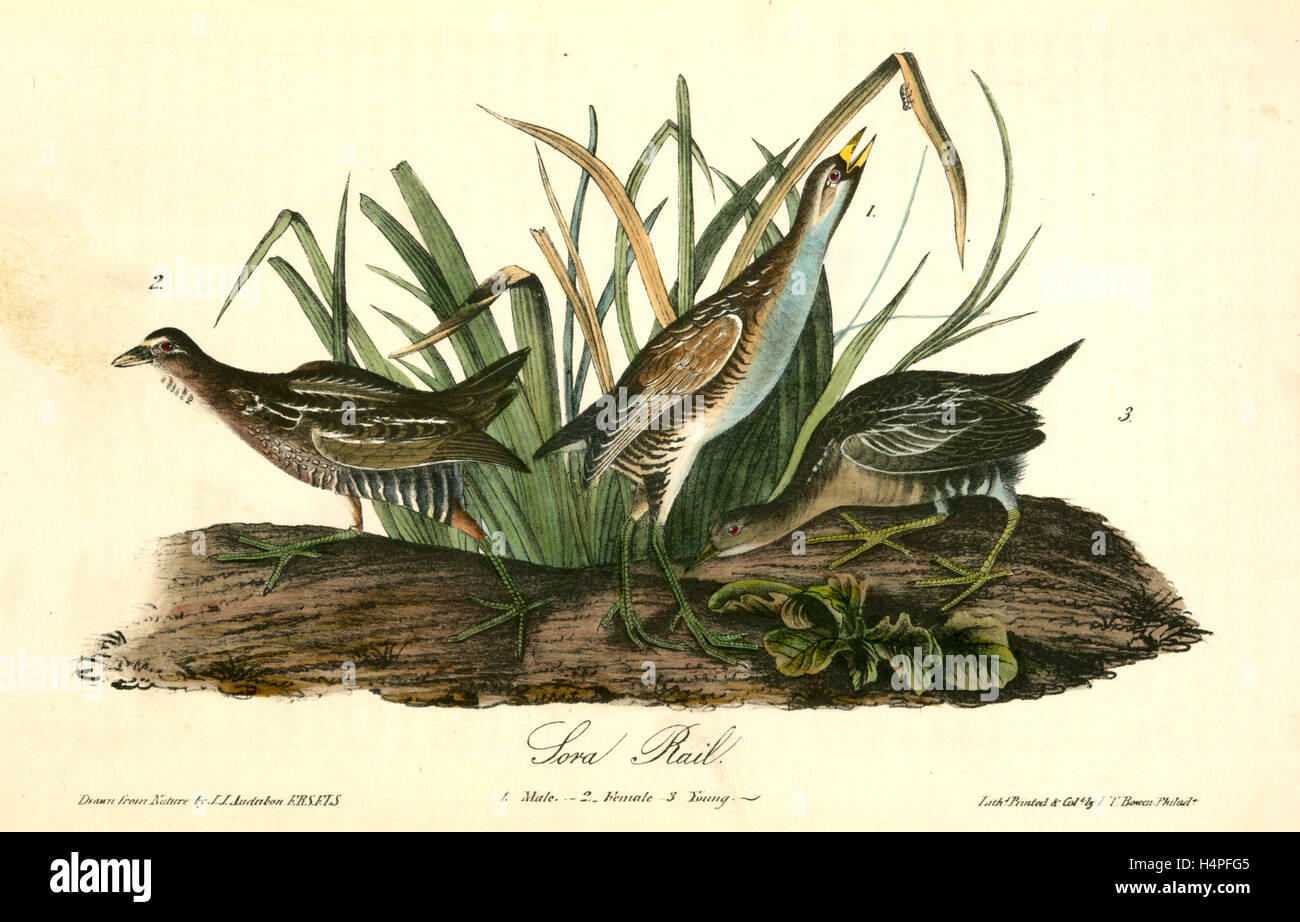 Sora Rail. 1. Male. 2. Female. 3. Young., Audubon, John James, 1785 ...
