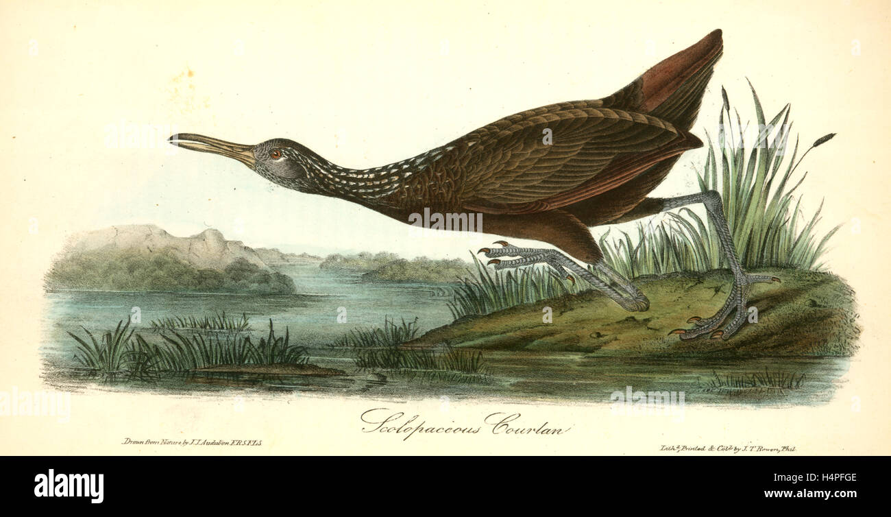 Scolopaceous Courlan., Audubon, John James, 1785-1851 Stock Photo - Alamy