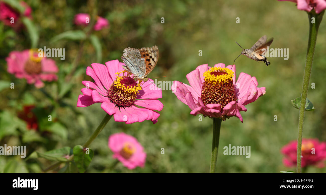 Cardinal butterfly and Hummingbird Hawk Moth on Zinnia flowers ...