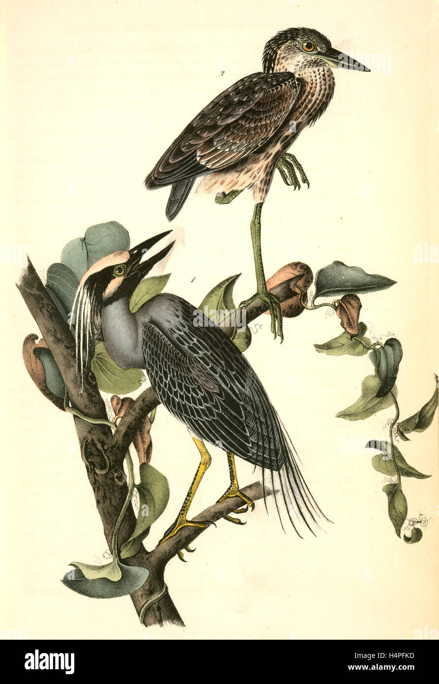 Yellow-crowned Night Heron, or Qua Bird. 1. Adult Male Spring plumage ...