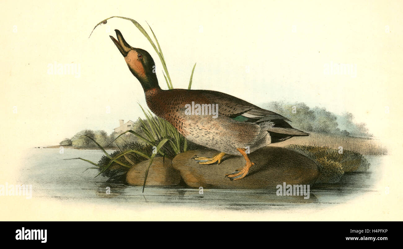 Brewers duck hi-res stock photography and images - Alamy