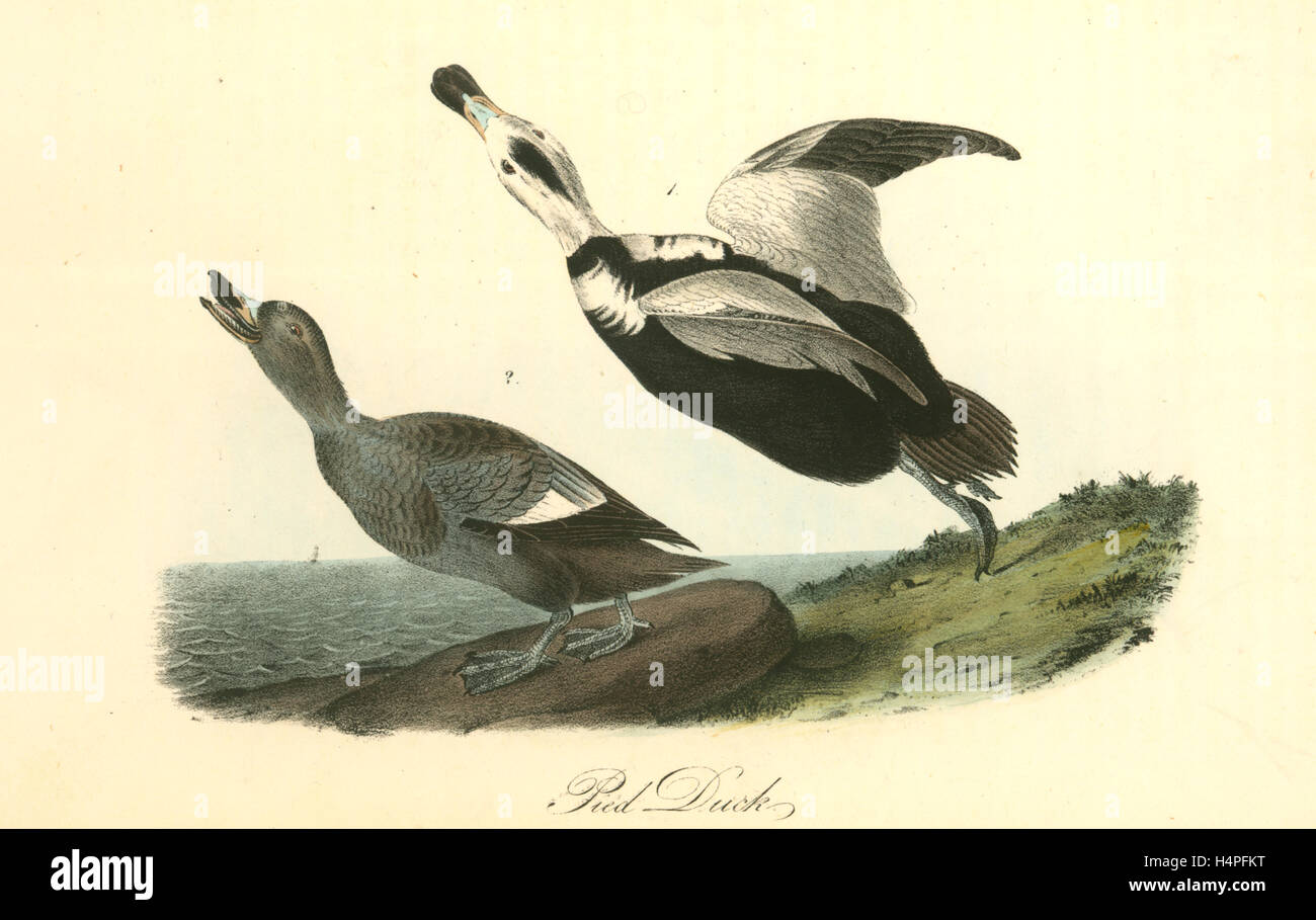 Pied duck male female audubon hi-res stock photography and images - Alamy