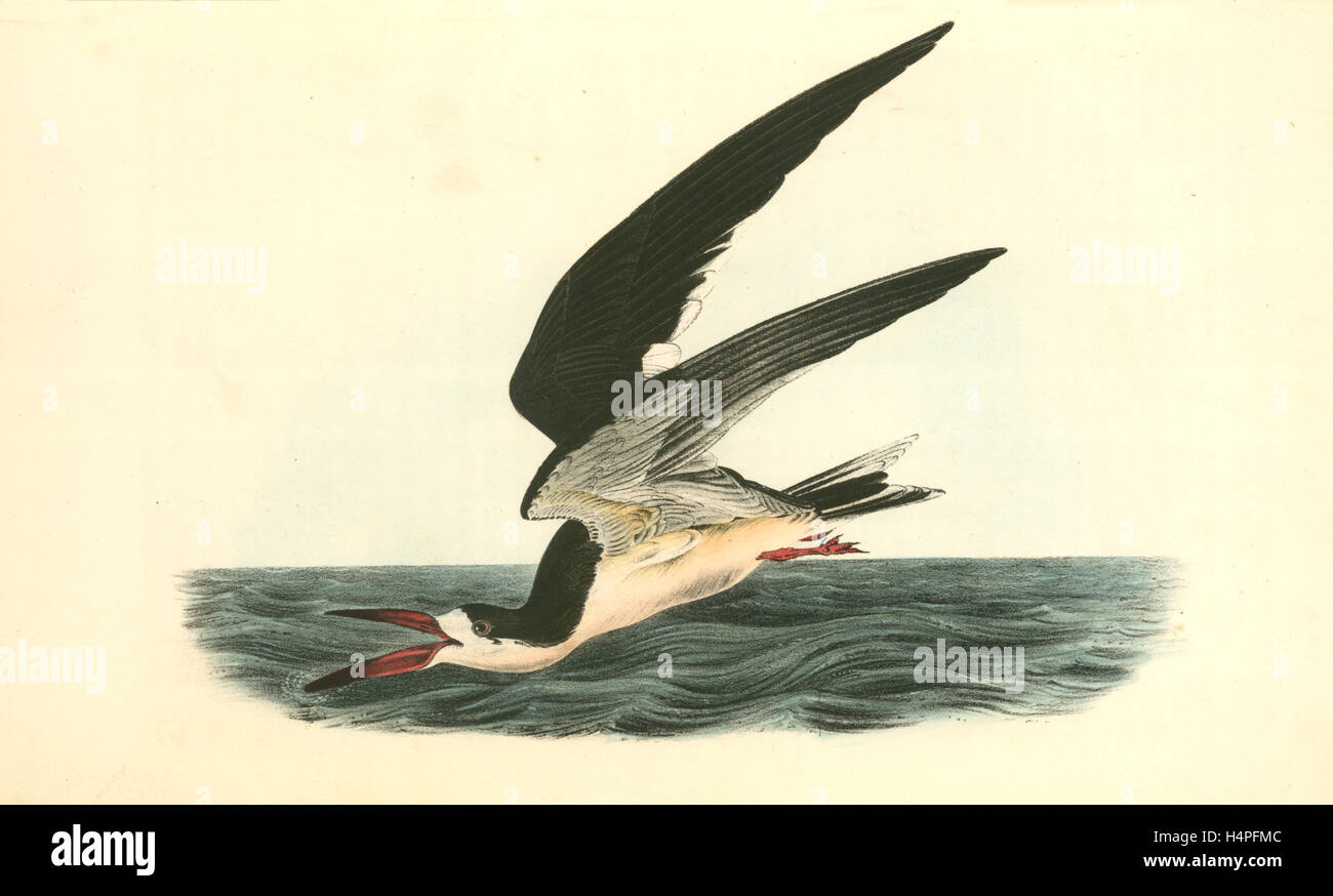 Skimmer audubon birds of america hi-res stock photography and images ...