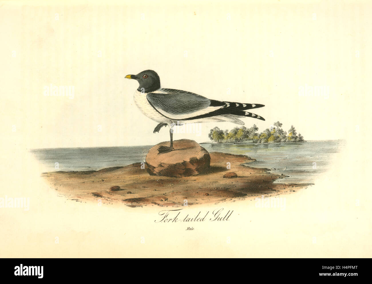 Fork-tailed Gull. Male., Audubon, John James, 1785-1851 Stock Photo - Alamy