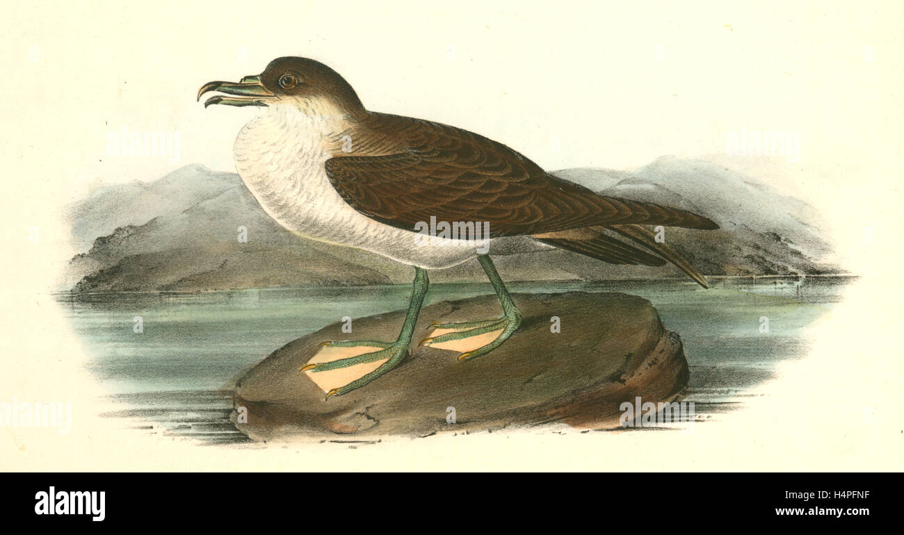 Wandering Shearwater. Male., Audubon, John James, 1785-1851 Stock Photo ...