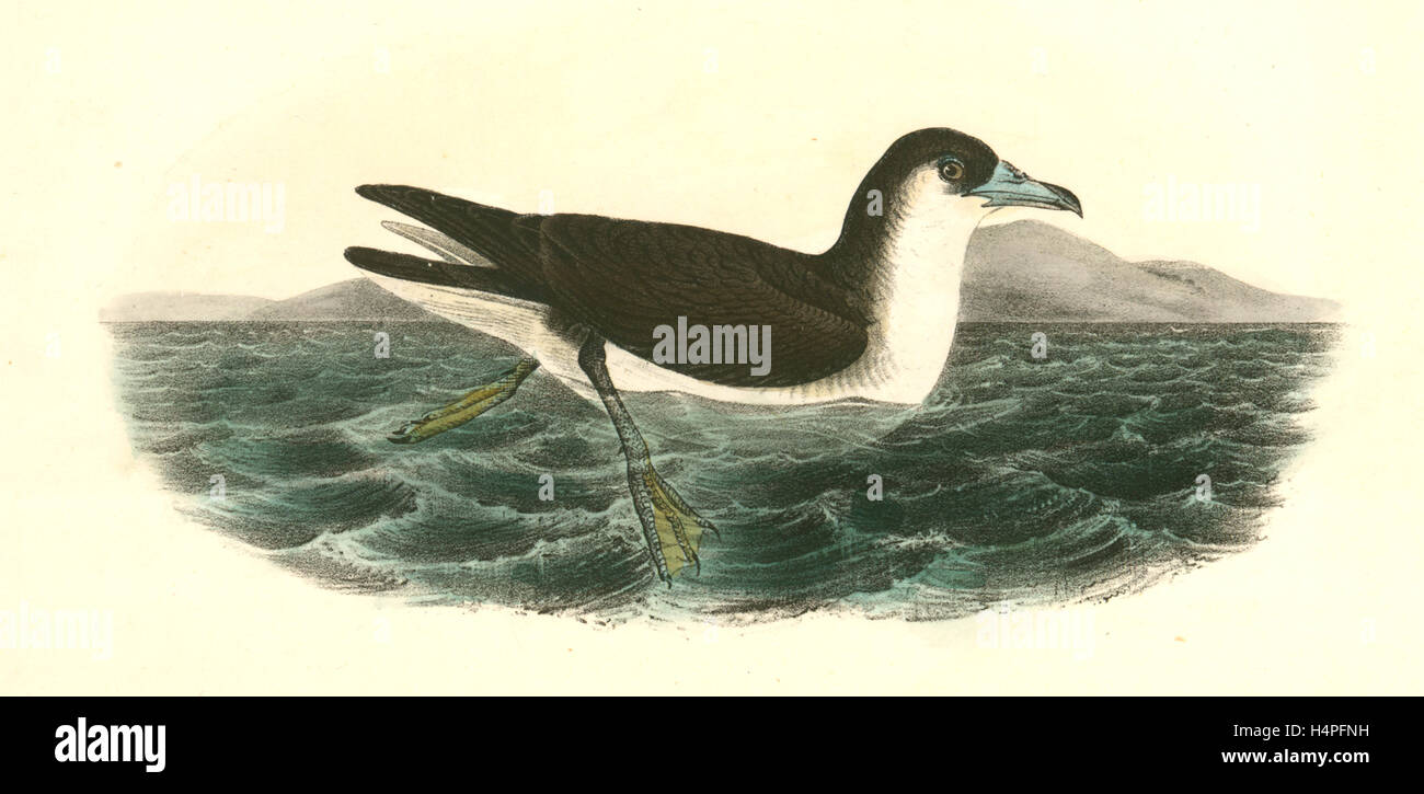 Dusky shearwater hi-res stock photography and images - Alamy